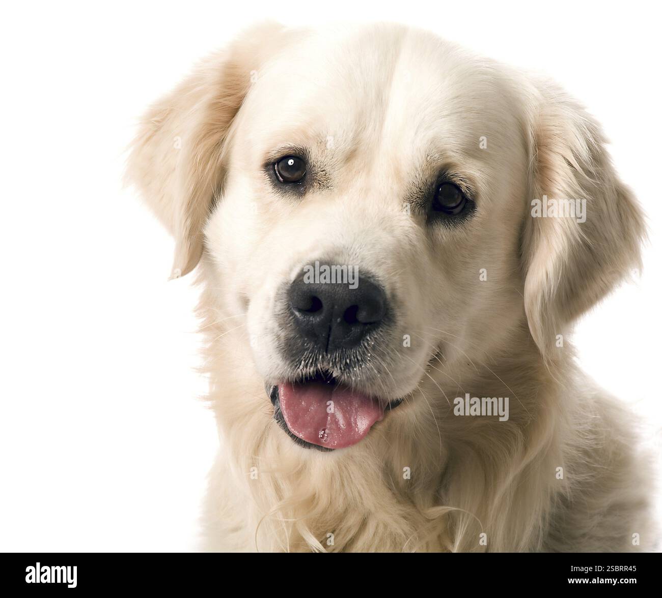 The gold retriever posing in studio. Isolated on white Stock Photo - Alamy