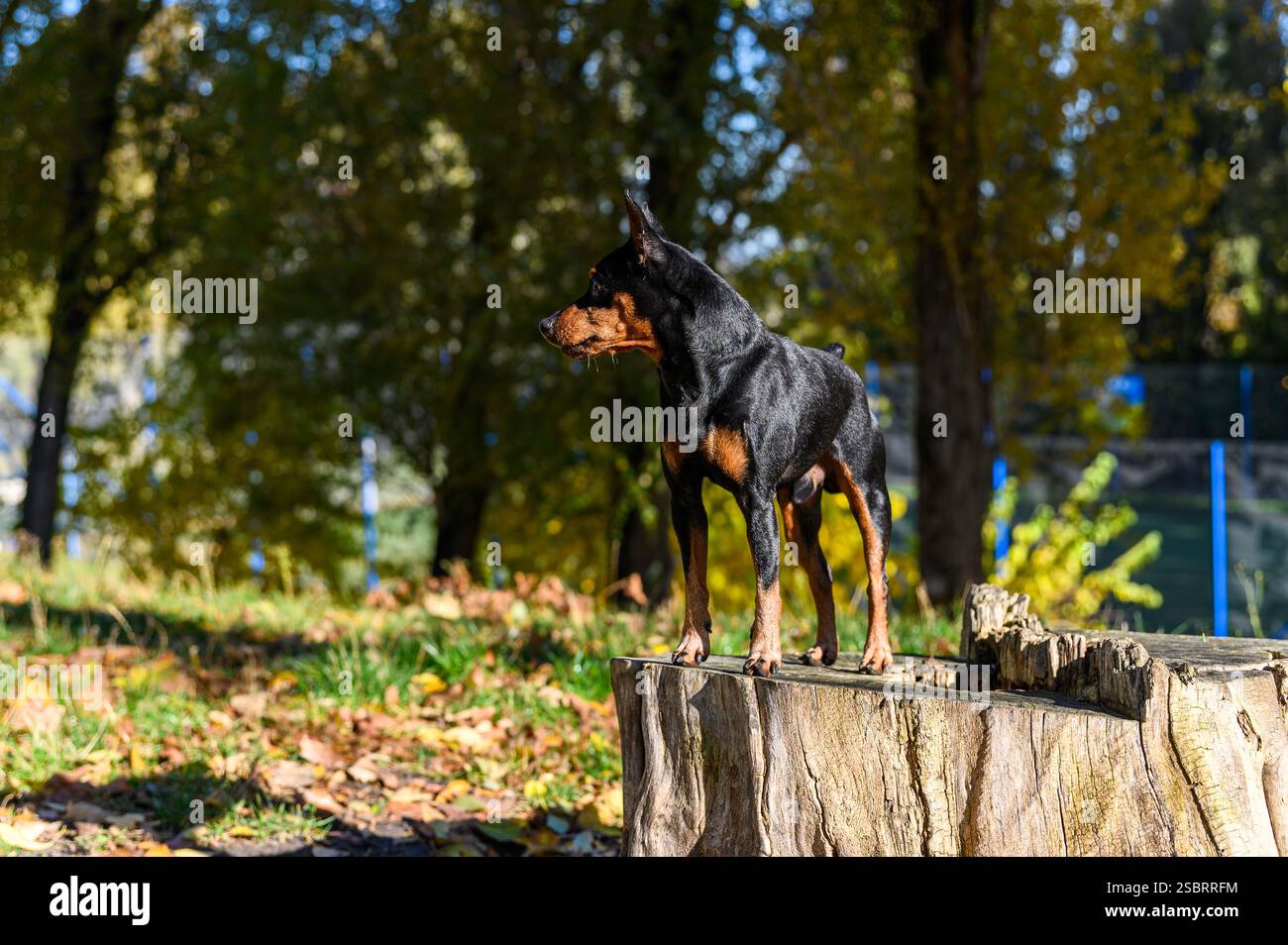 A black and tan miniature pinscher dog standing on a tree stump in a ...