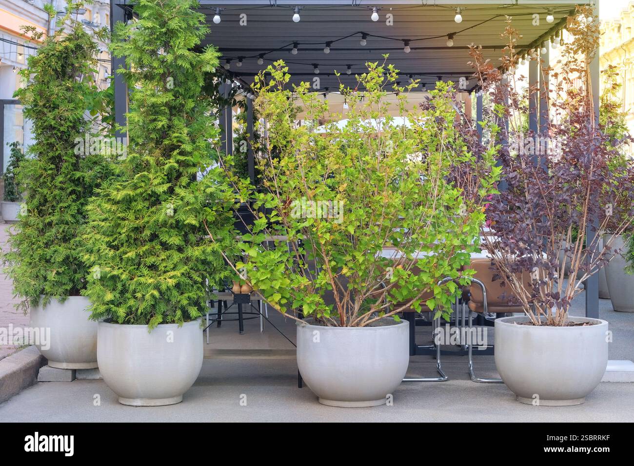 Potted coffee bushes hi-res stock photography and images - Alamy