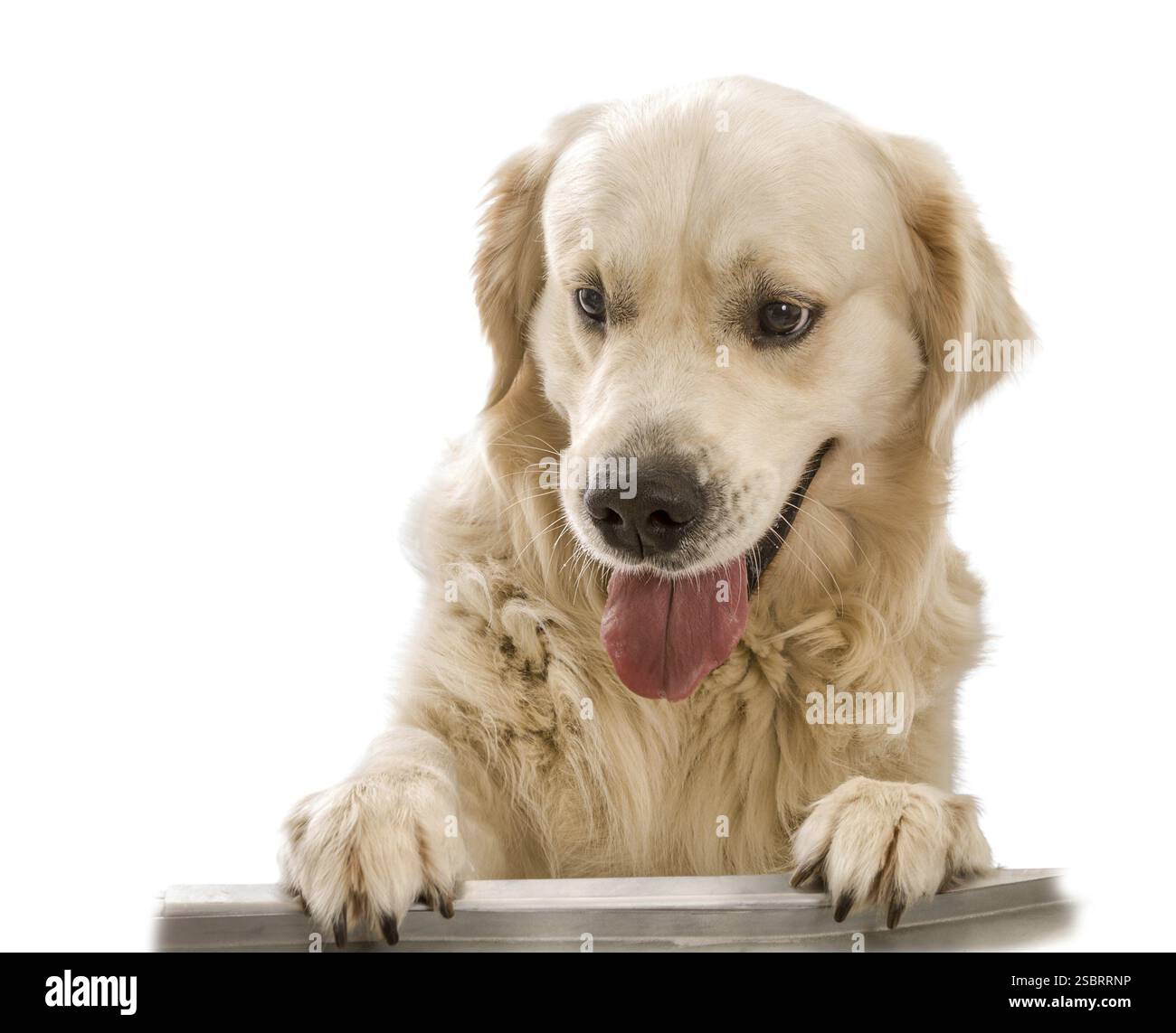 The gold retriever posing in studio. Isolated on white Stock Photo - Alamy
