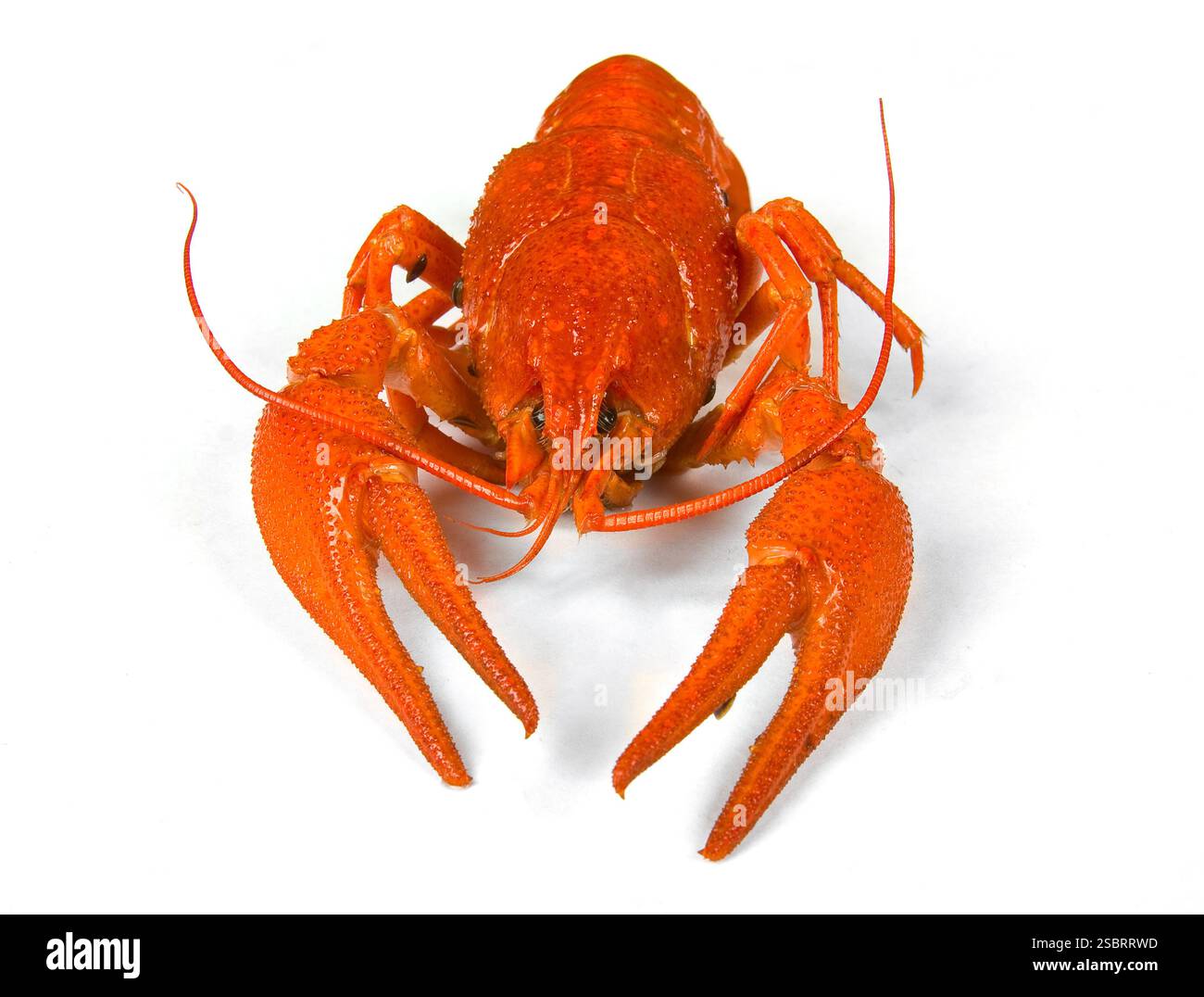 Boiled crawfish is isolated on a white background Stock Photo - Alamy