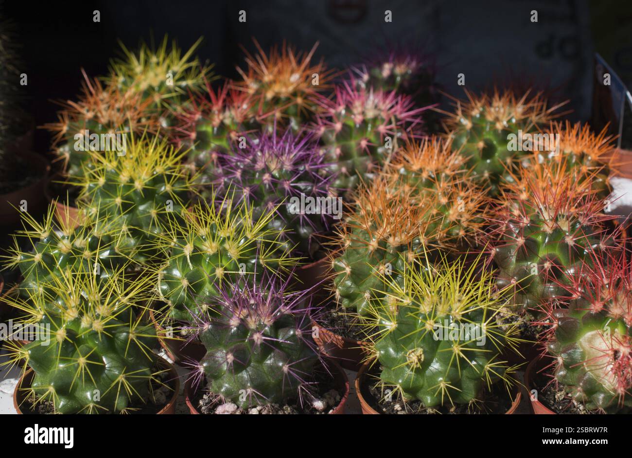 Little colorful cactus plant in a small pot Stock Photo - Alamy
