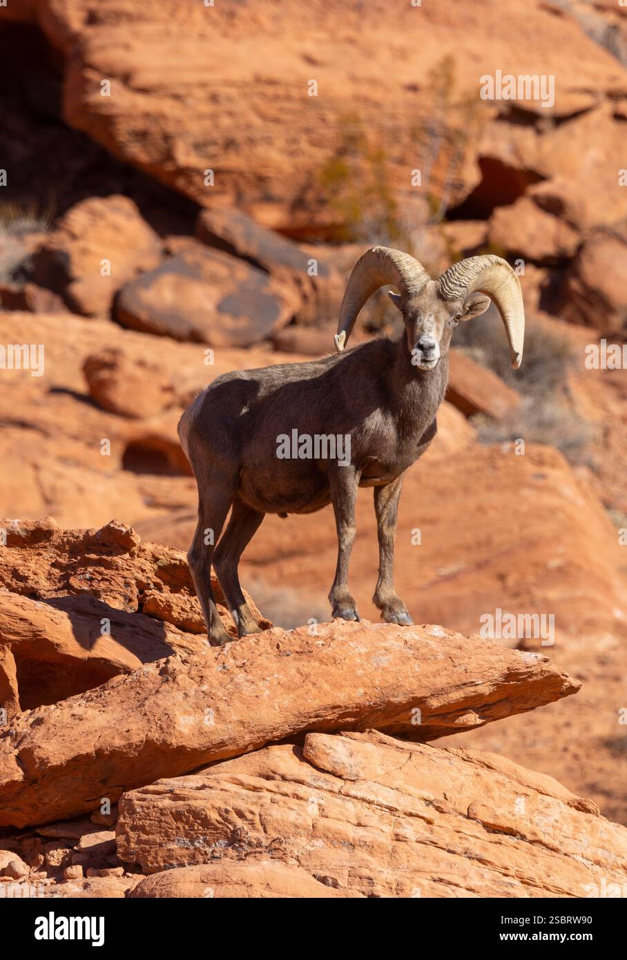 Desert Bighorn Sheep Ram in Valley of Fire State Park nevada in Winter ...