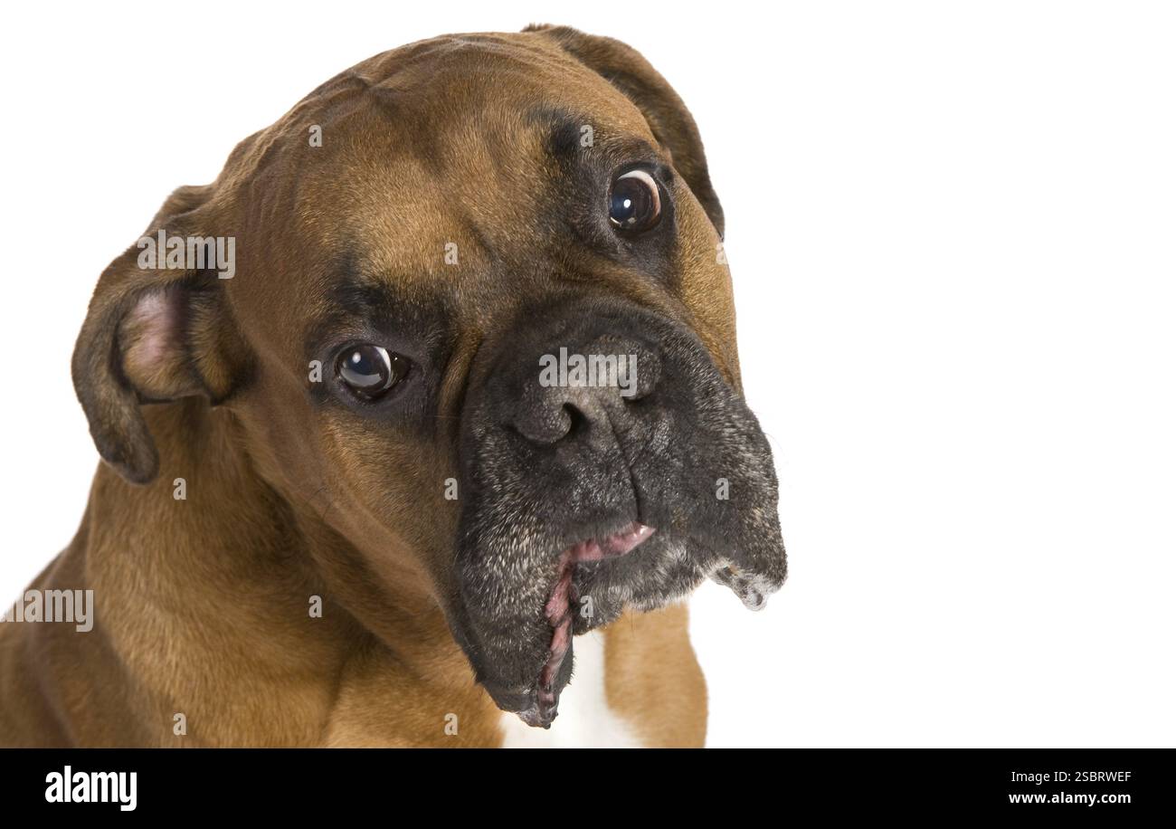 Adult Boxer of white background, studio shot Stock Photo - Alamy