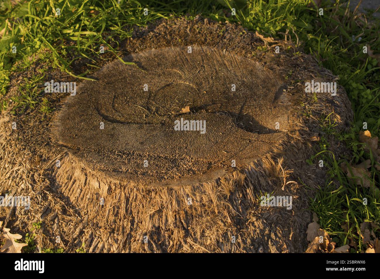Old Weathered cracked tree stump texture background with the cross ...