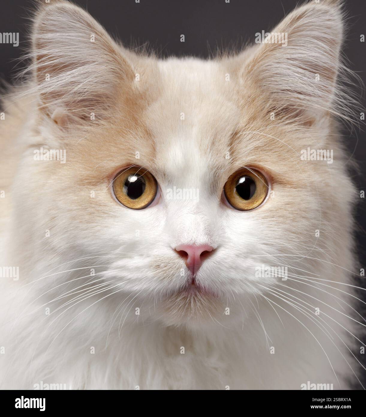 Cat toy on grey hi-res stock photography and images - Alamy