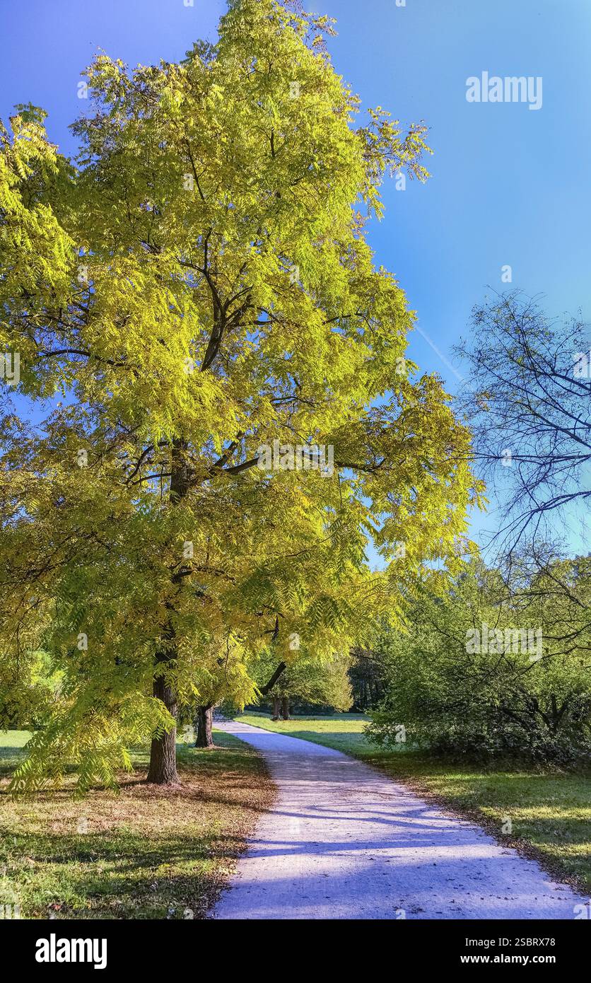 Path in the autumn park. Sunlight. Walking. Landscape with san Stock ...