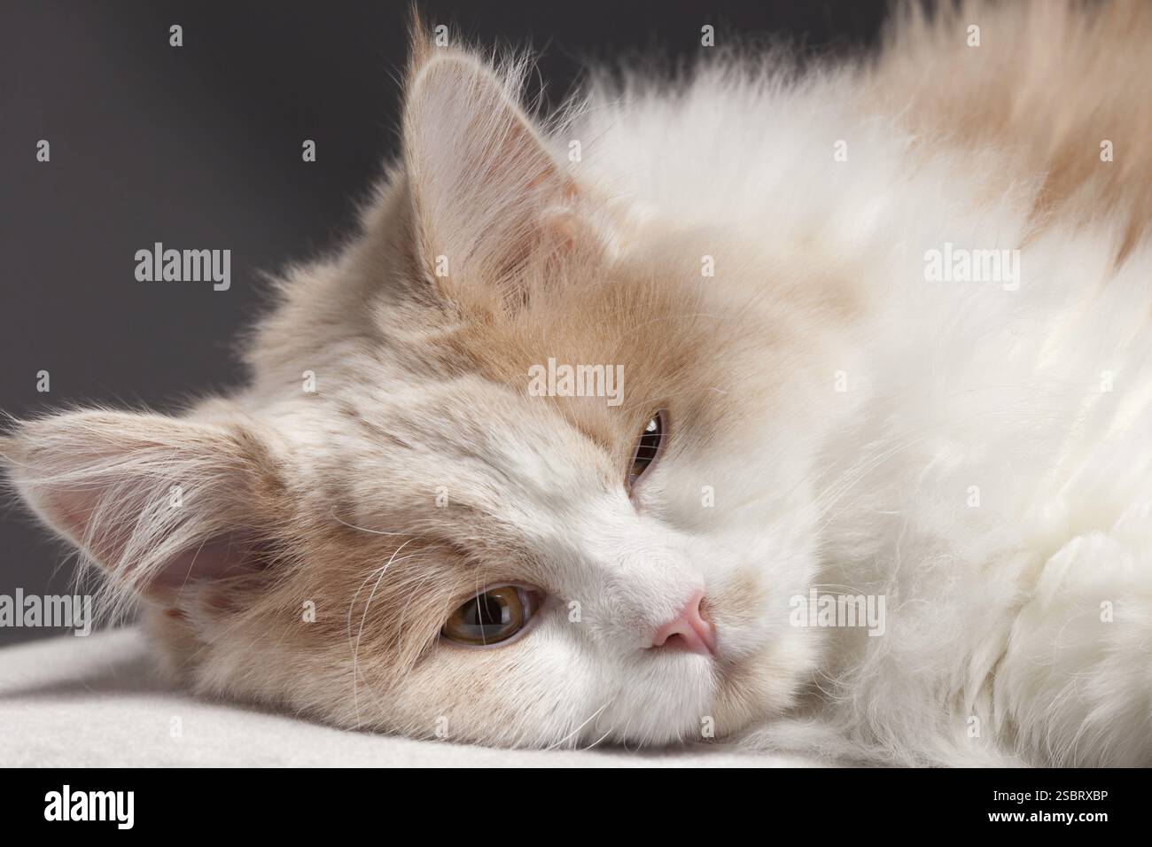 Beige cat, isolated on a grey background Stock Photo - Alamy