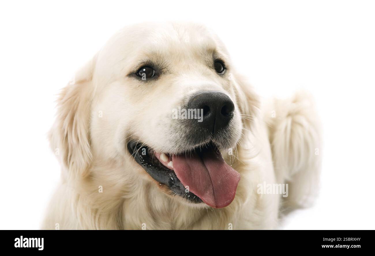 The gold retriever posing in studio. Isolated on white Stock Photo - Alamy