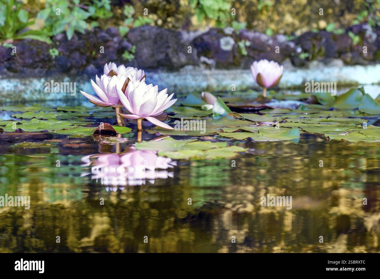 Two pink lotus flowers are gracefully floating on the surface of a ...