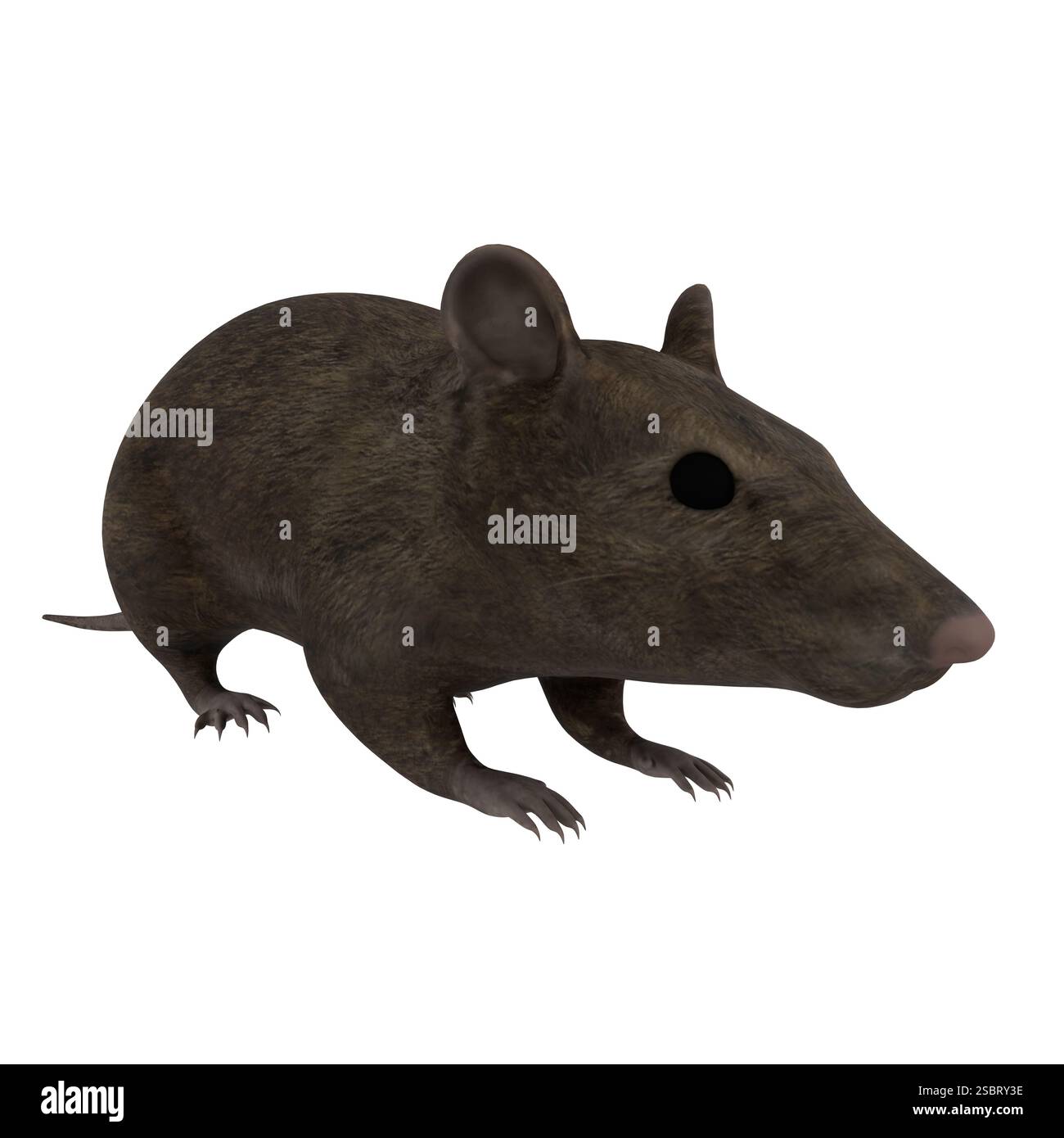 A stylized brown rodent model is displayed in a neutral posture with ...
