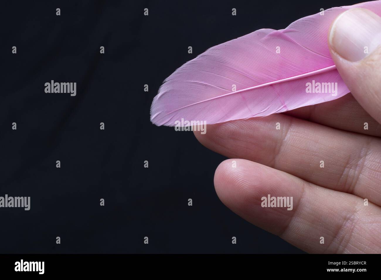 Soft bird hi-res stock photography and images - Alamy