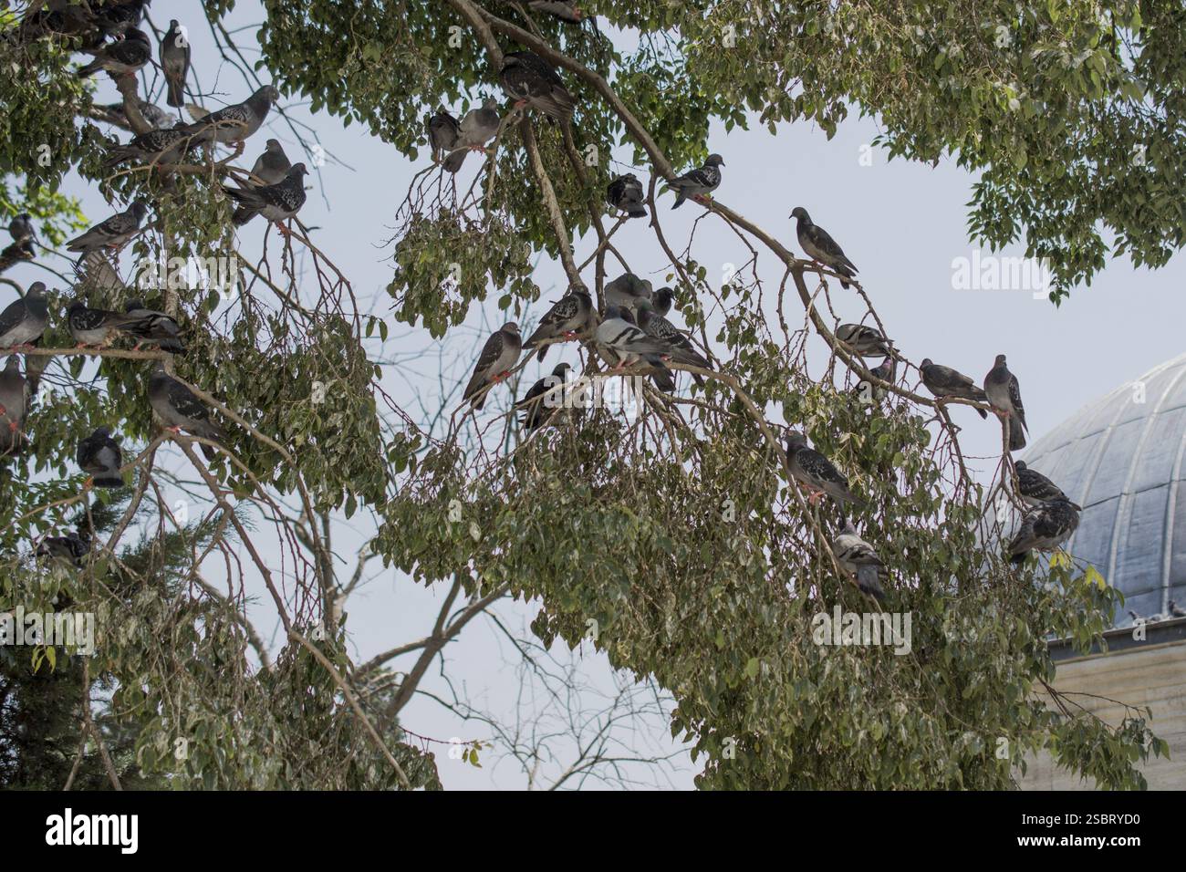 Pigeons sit on tree in hi-res stock photography and images - Alamy