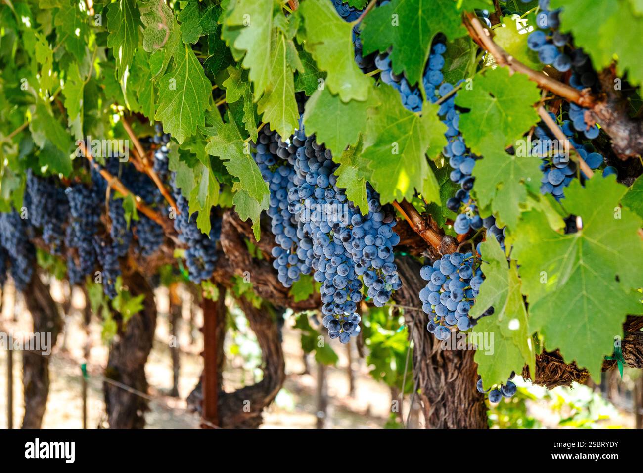 Purple winemaking hi-res stock photography and images - Alamy