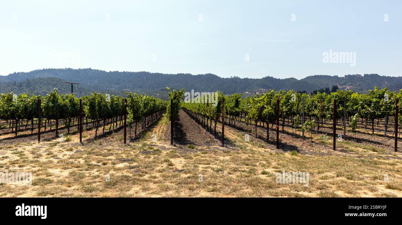 Vineyard rows grapevines hi-res stock photography and images - Alamy