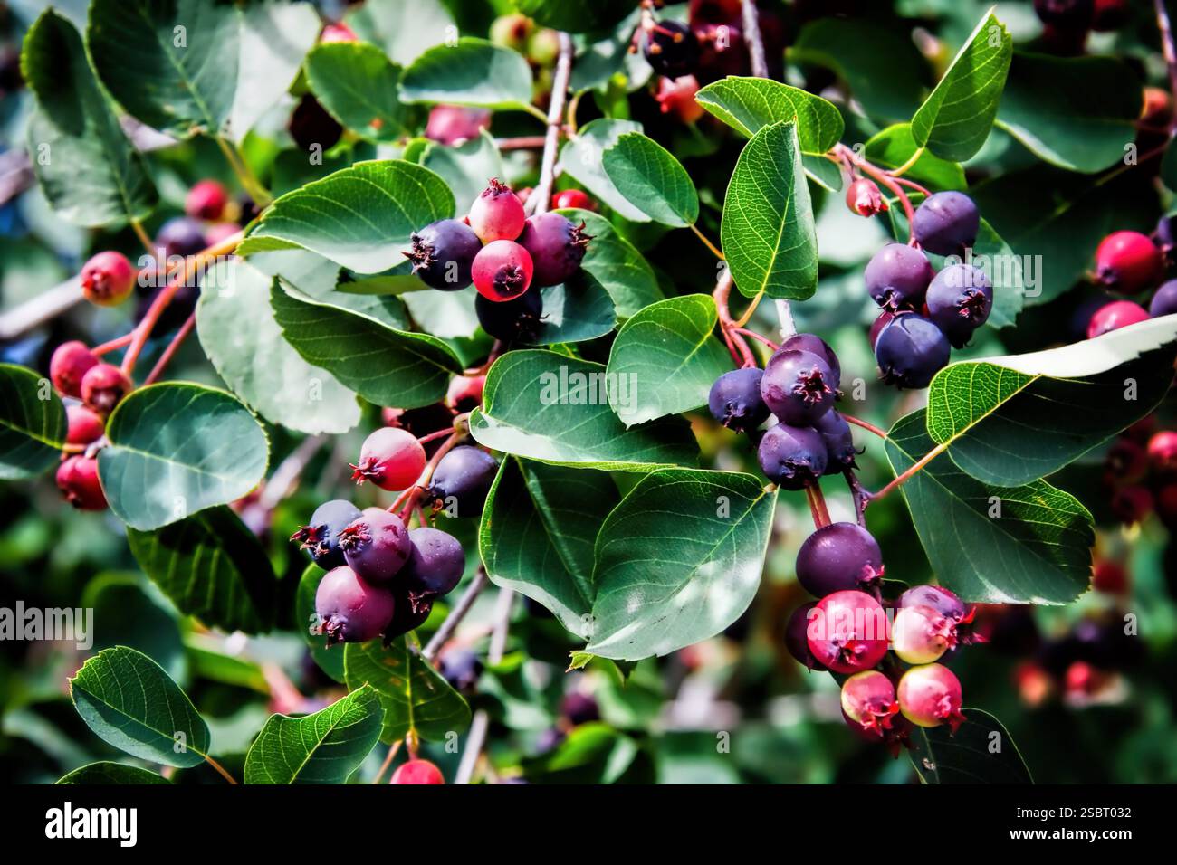 A tree with many berries on it. The berries are purple. The tree is green Stock Photo - Alamy