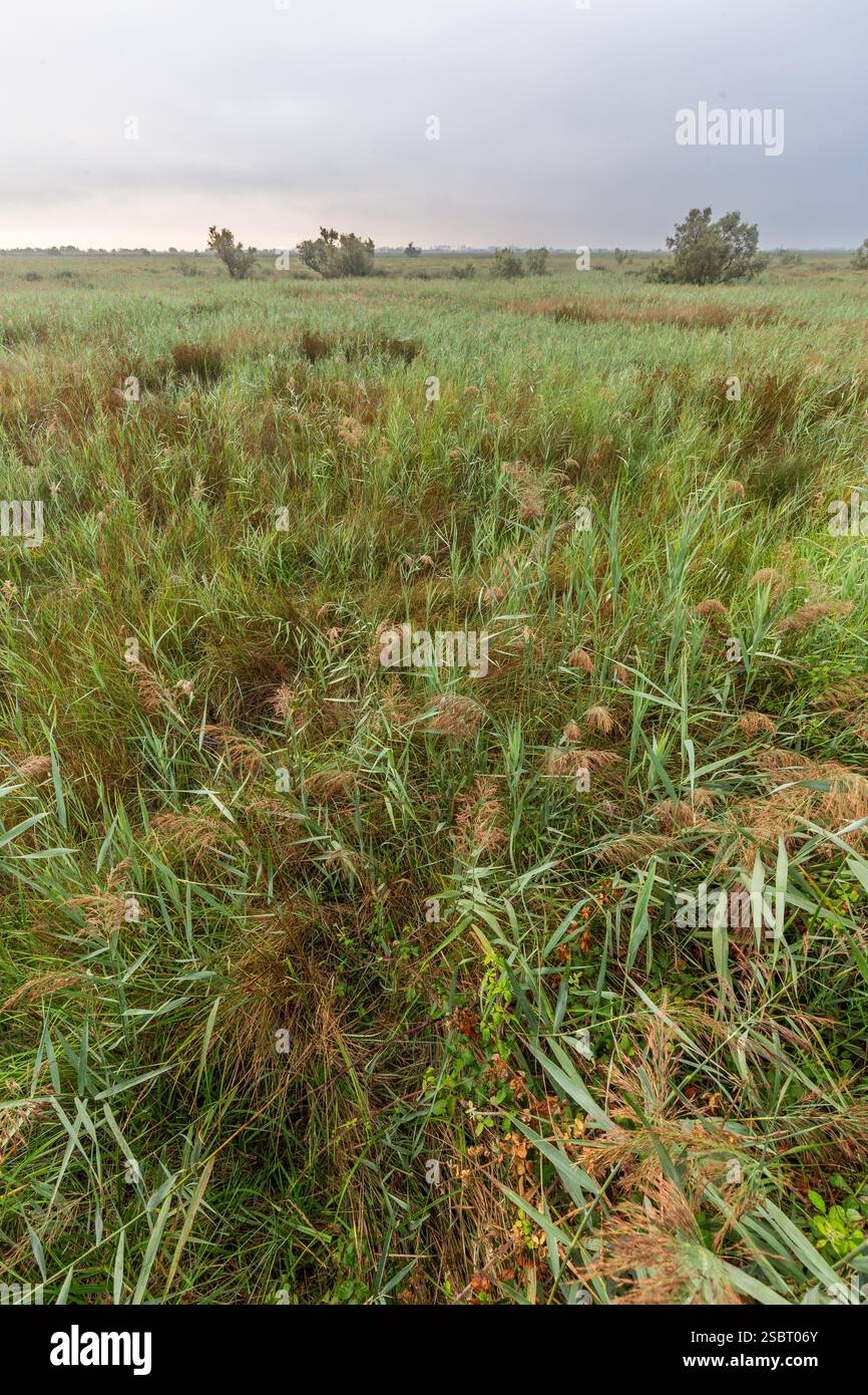 Reed bed in Camargue Stock Photo - Alamy