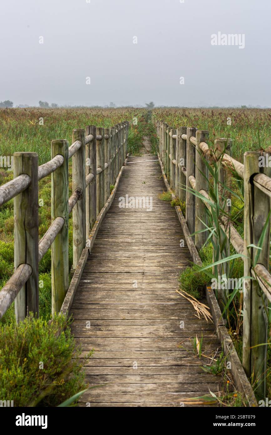 Reed bed in Camargue Stock Photo - Alamy