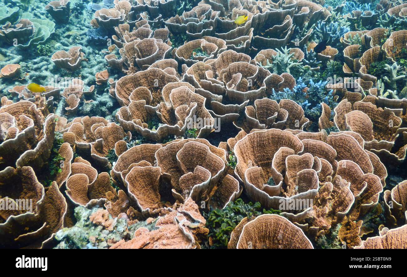 Vibrant red hard coral reef in Karimunjawa, Indonesia, showcasing ...