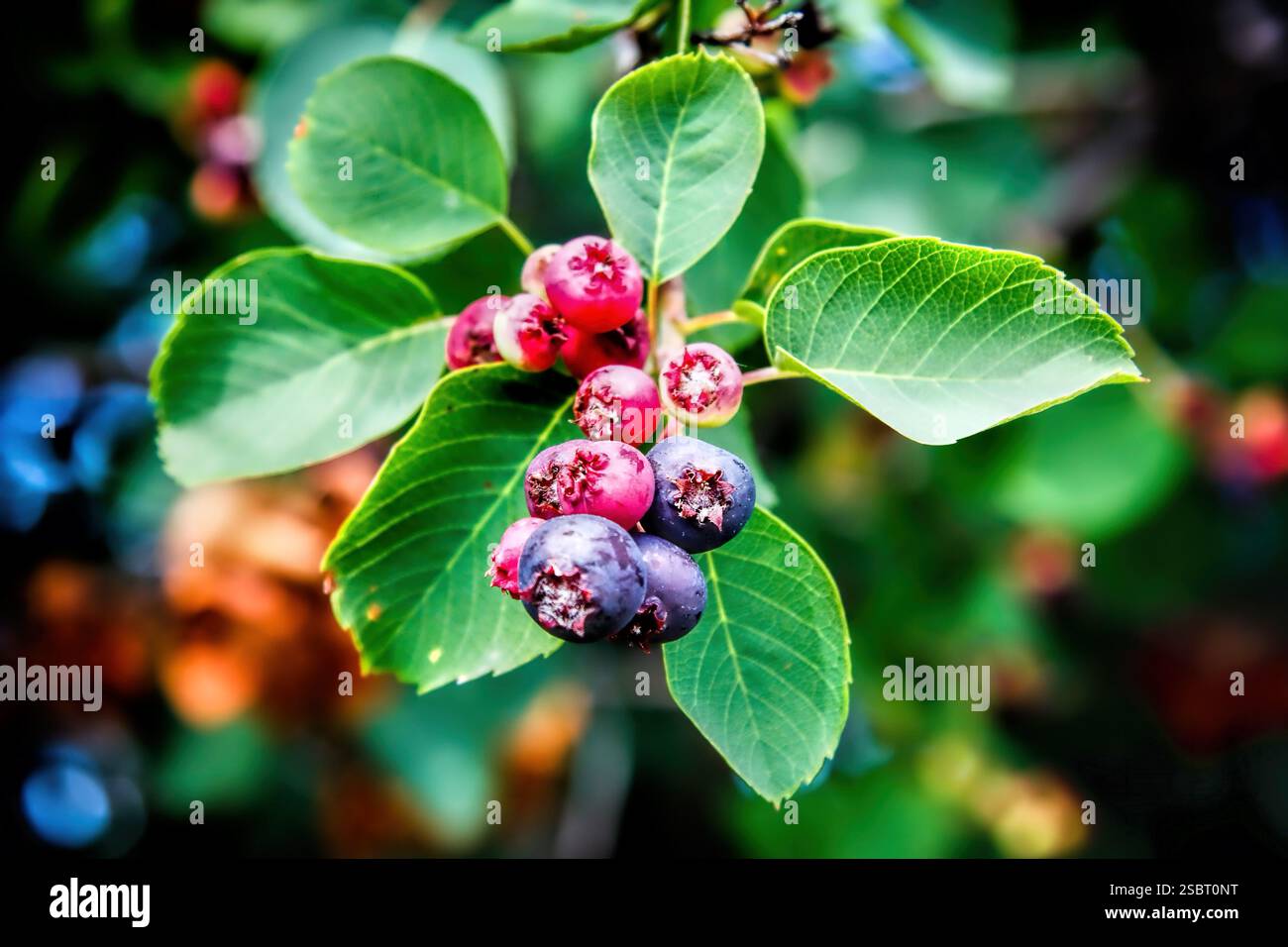 A cluster of blueberries on a leaf. The berries are ripe and ready to be picked. The leaf is ...