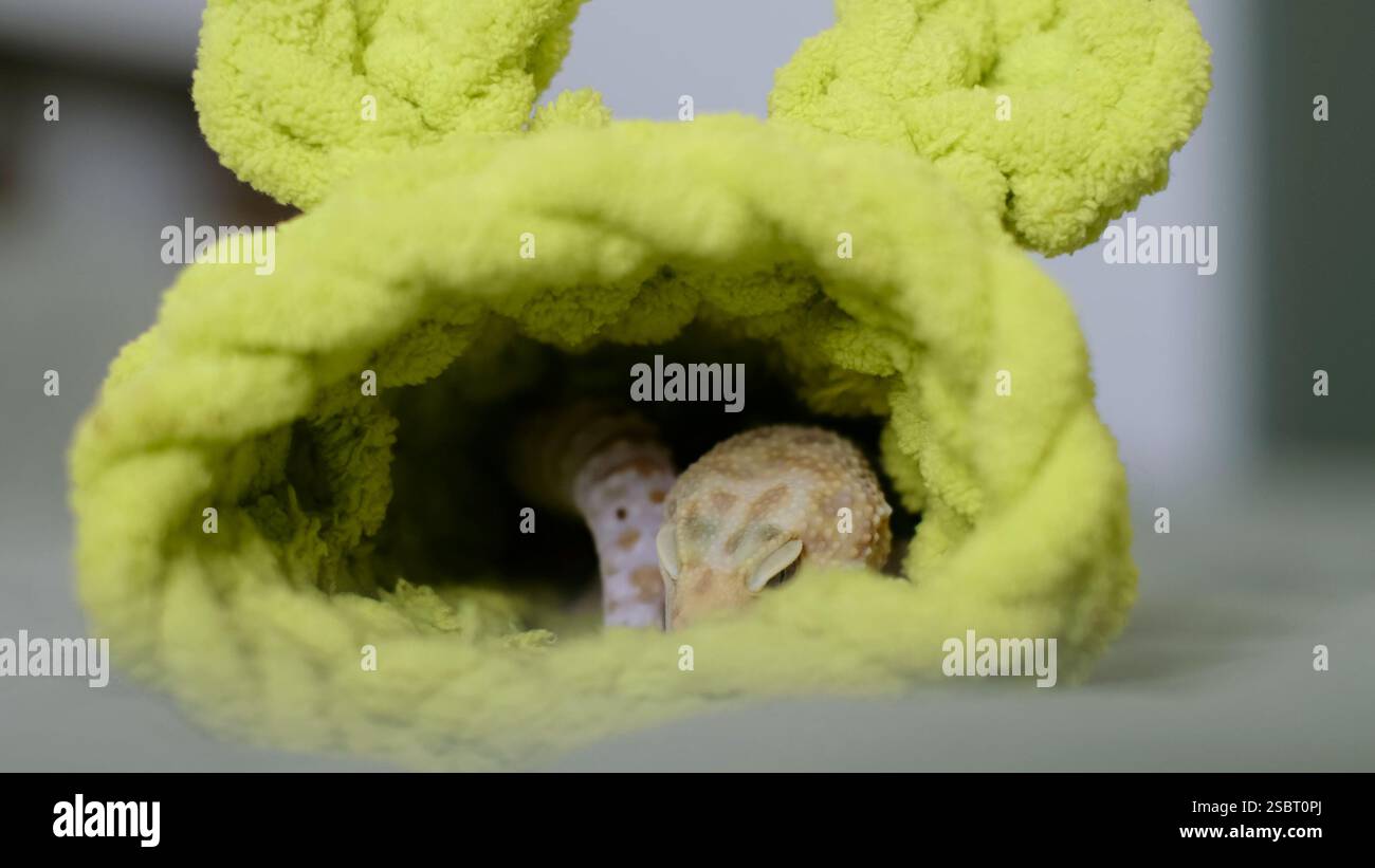 A close-up of a leopard gecko nestled inside a green fabric hideaway ...