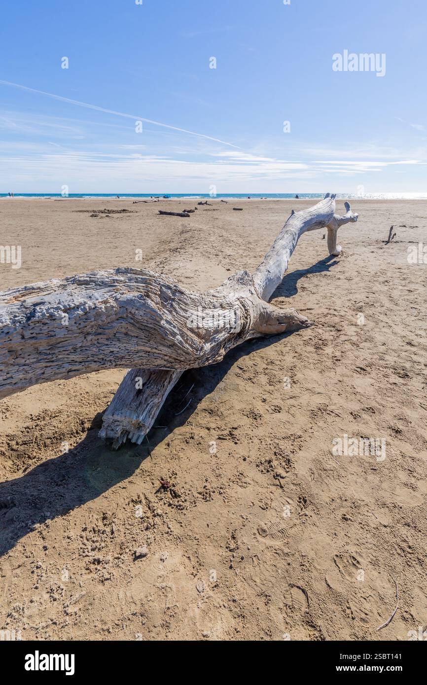 Sun-bleached tree trunk washed up on Piémanson beach in Carmargue Stock ...