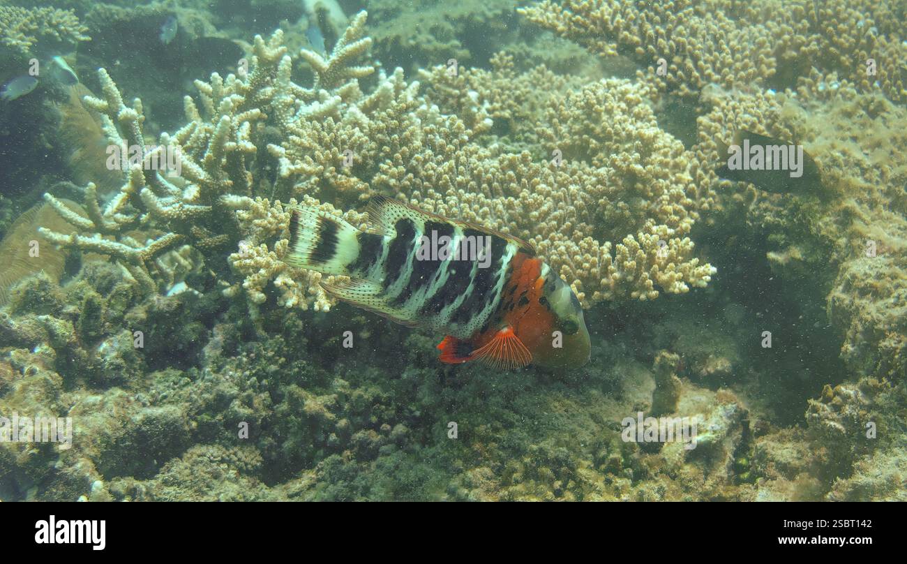 A harlequin tuskfish swims over a vibrant coral reef, displaying vivid ...