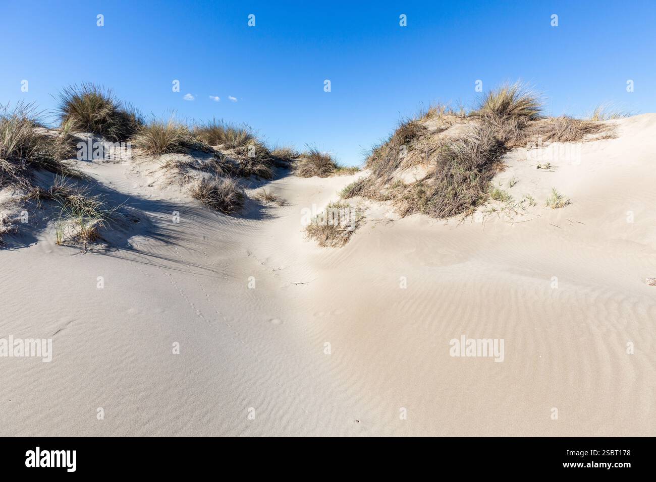 Lean vegetatiion hi-res stock photography and images - Alamy