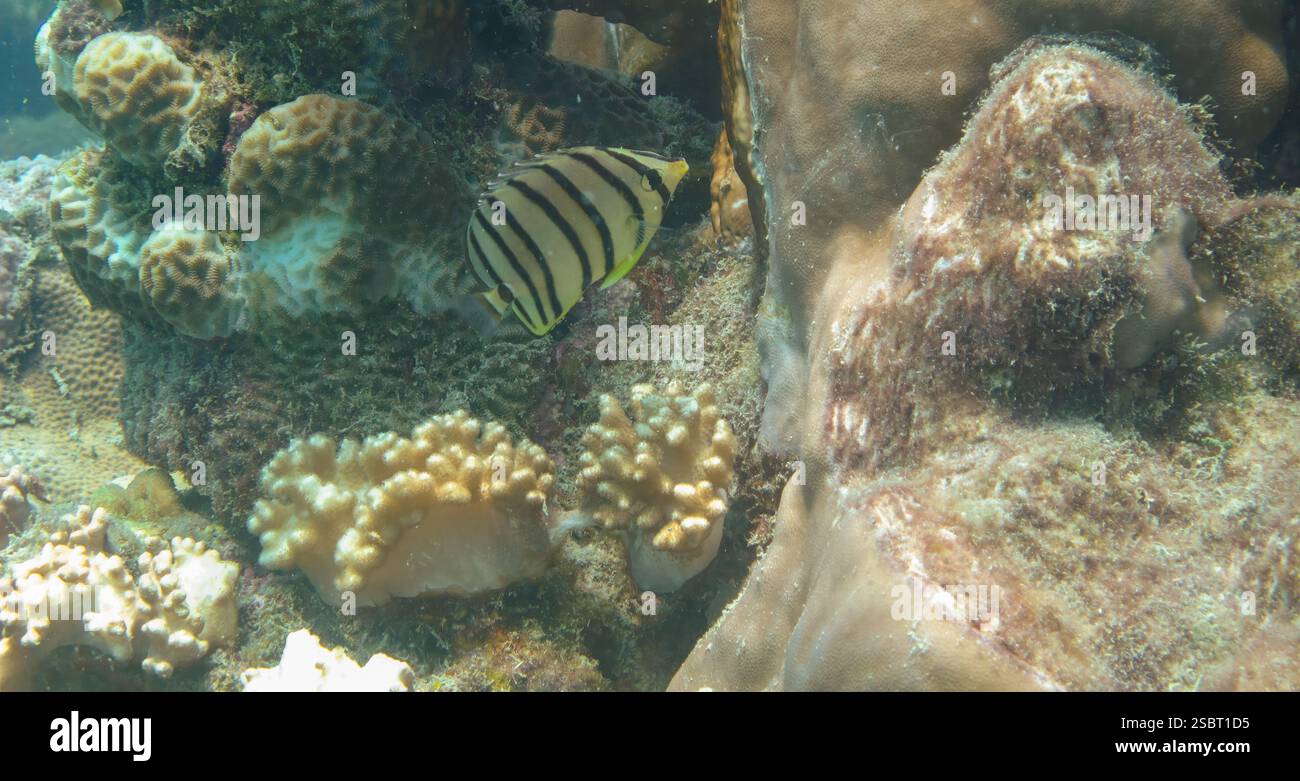 Vibrant coral reefs support hi-res stock photography and images - Alamy