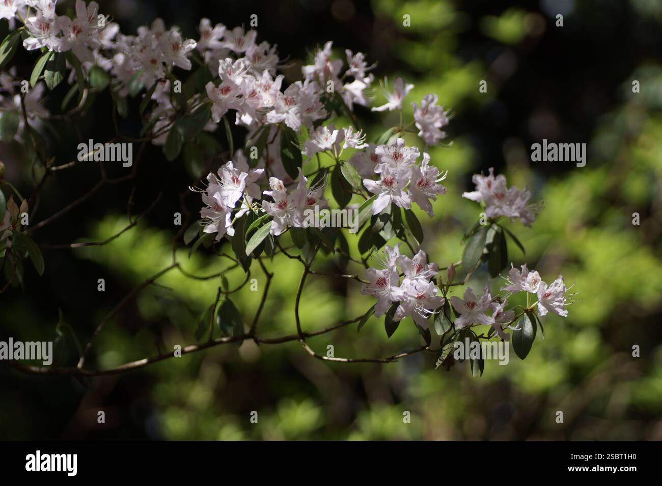 Rhododendron rigidum hi-res stock photography and images - Alamy