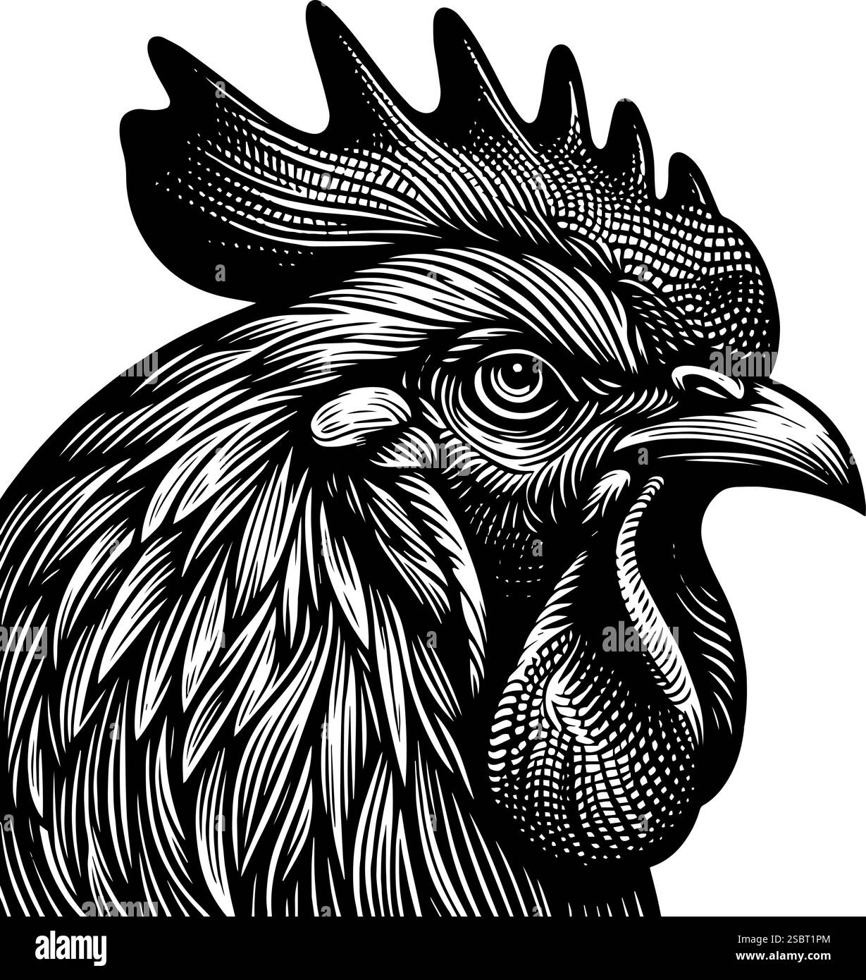 Black and white illustration of a rooster close-up: details and texture ...