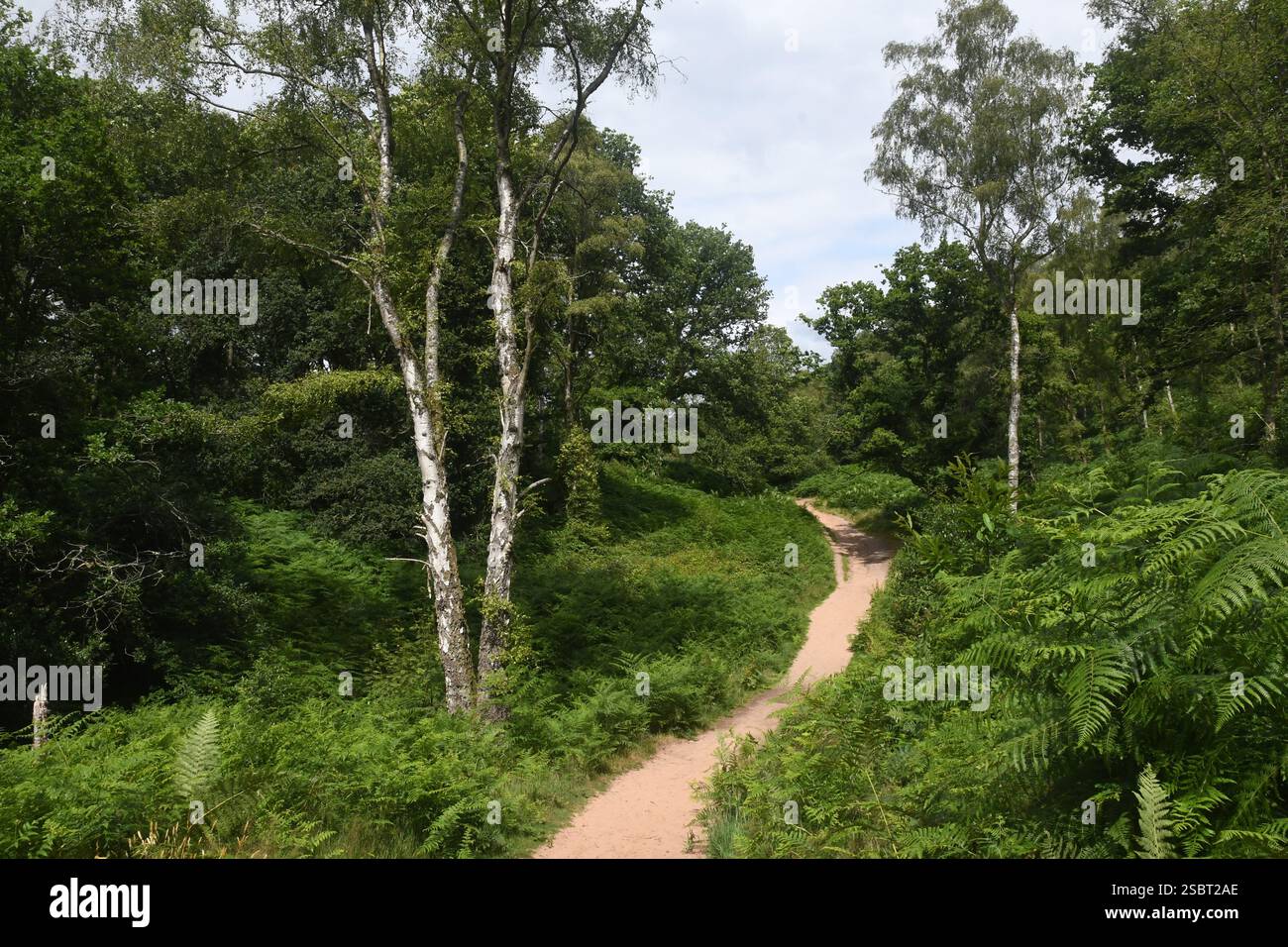 Woodland trail at Kinver Edge Rock Houses, Stourbridge, UK Stock Photo ...