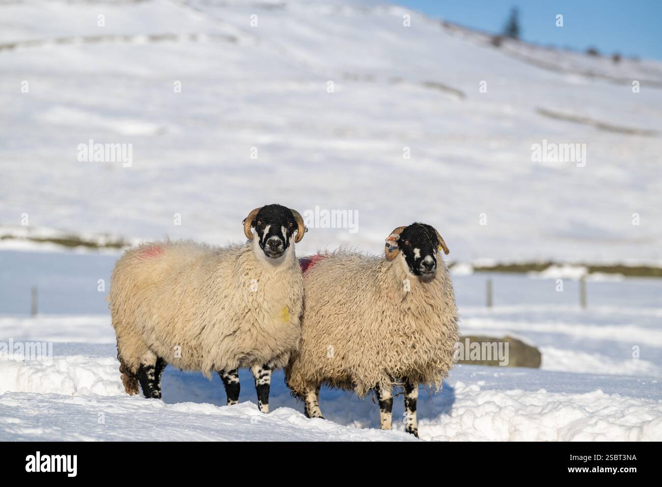 Flock of Dalesbred ewes, a hardy hill breed, in deep snow after a heavy ...