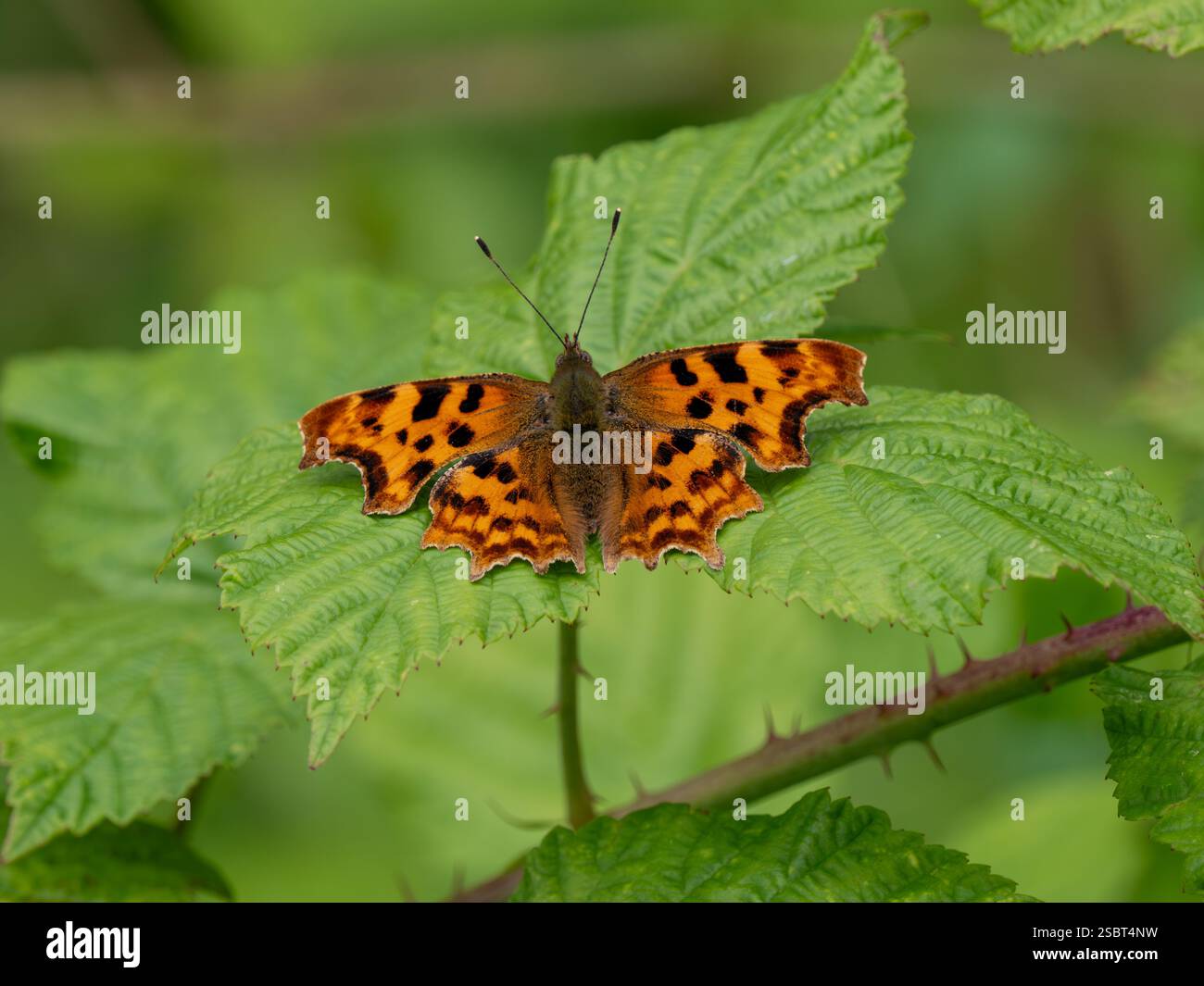 Comma Butterfly Basking on Bramble Stock Photo - Alamy
