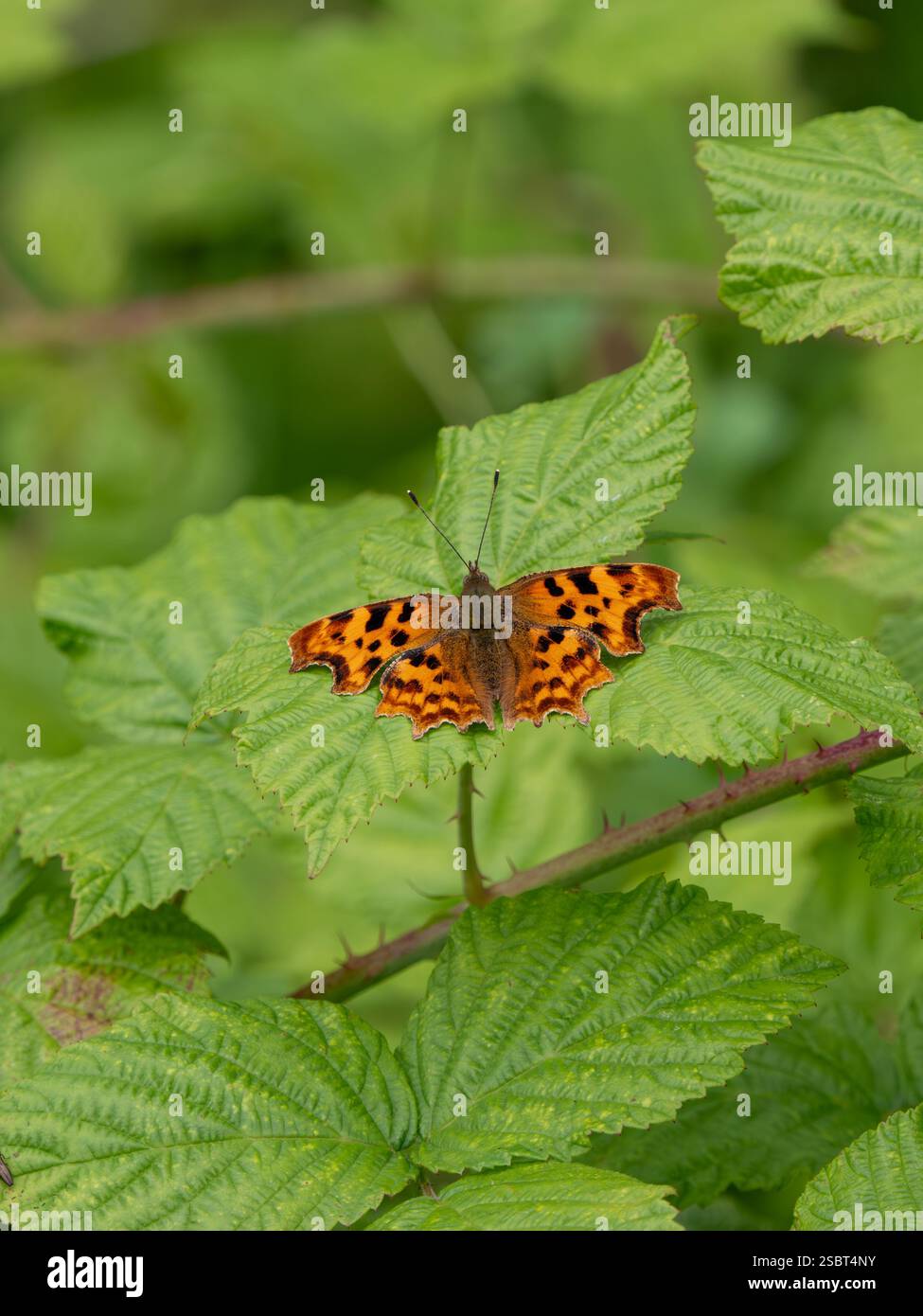 Comma Butterfly Basking on Bramble Stock Photo - Alamy