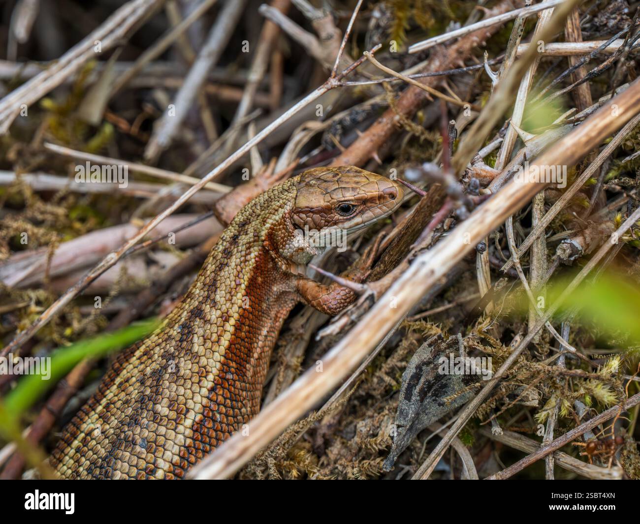 Female Common Lizard Basking on a Compost Heap Stock Photo - Alamy
