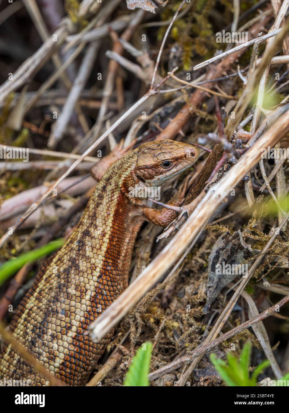 Female Common Lizard Basking on a Compost Heap Stock Photo - Alamy