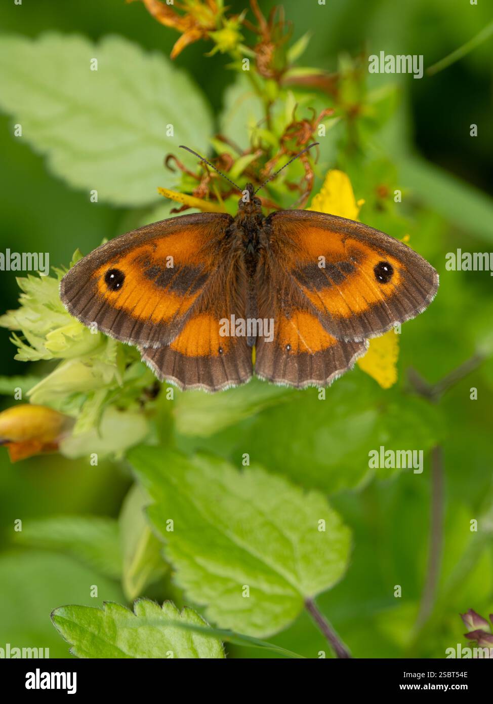 Gatekeeper Butterfly Basking on a Leaf Stock Photo - Alamy