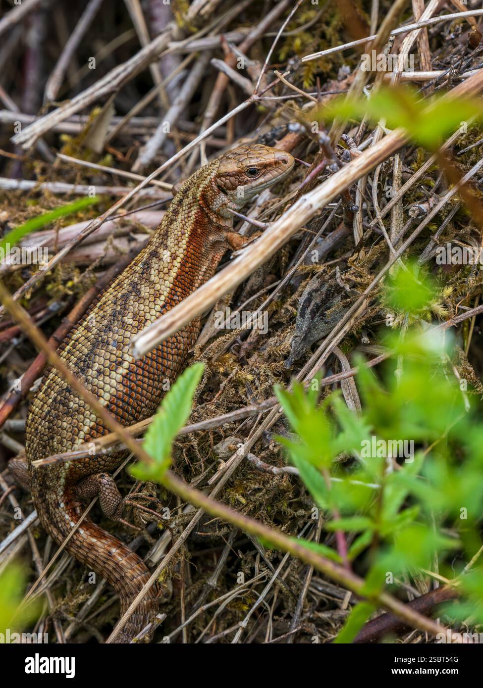 Female Common Lizard Basking on a Compost Heap Stock Photo - Alamy