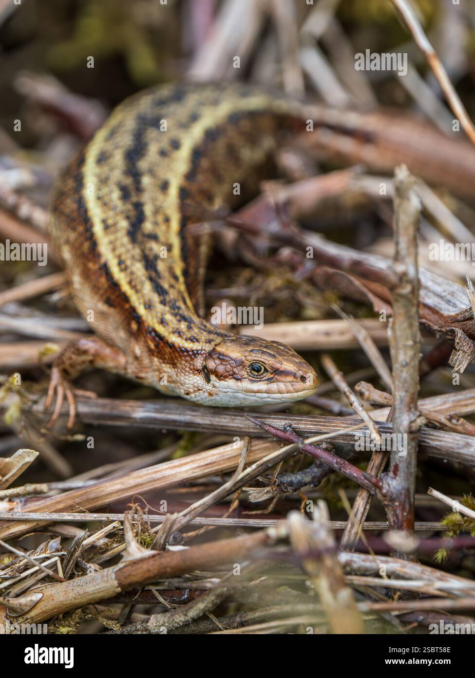 Female Common Lizard Basking on a Compost Heap Stock Photo - Alamy