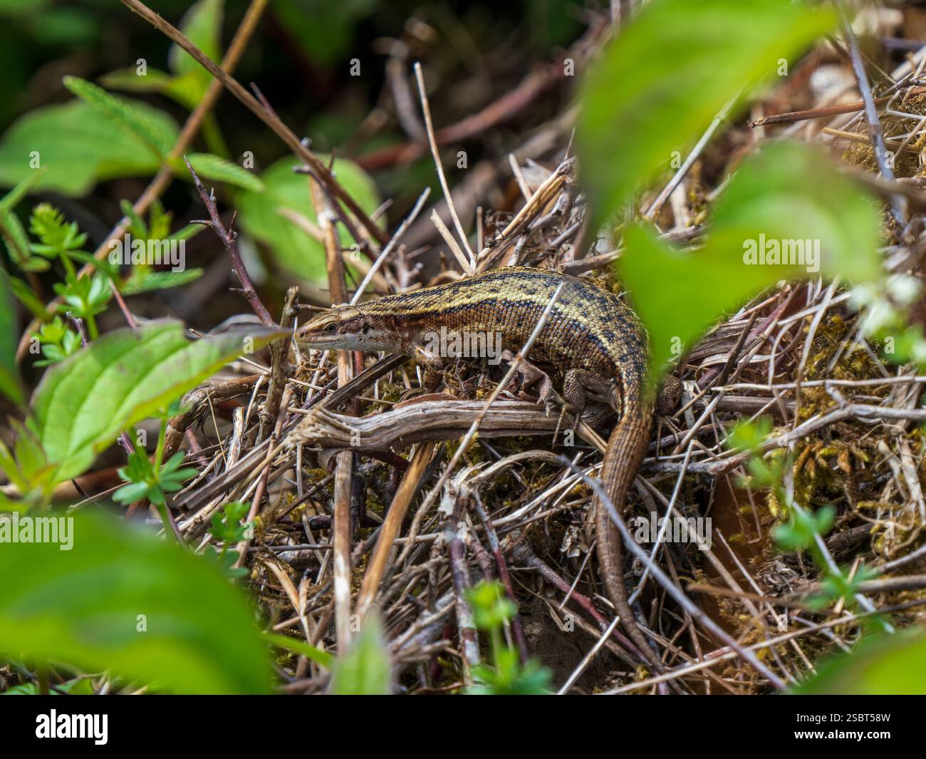 Female Common Lizard Basking on a Compost Heap Stock Photo - Alamy