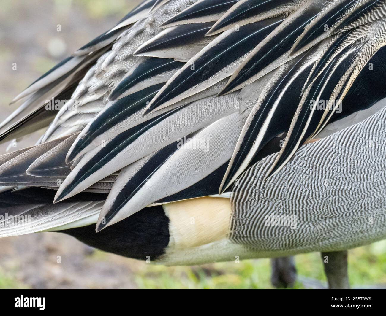 Feathers on a male Pintail, Anas acuta at Wildfowl and Wetland Trust ...