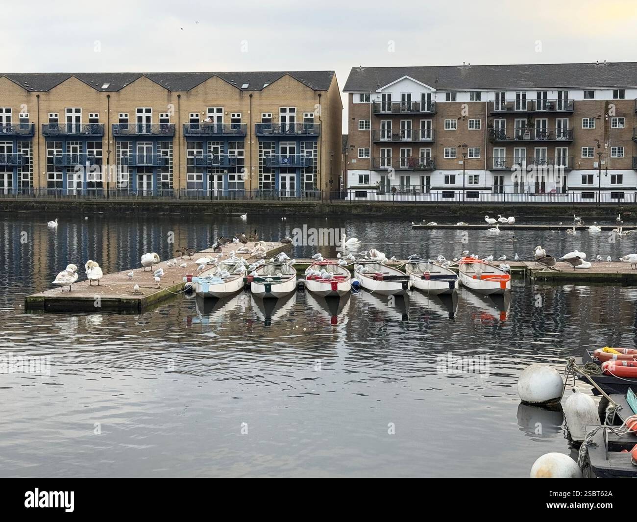 Boats and Swans at Millwall Inner Dock on The Isle of Dogs Stock Photo ...