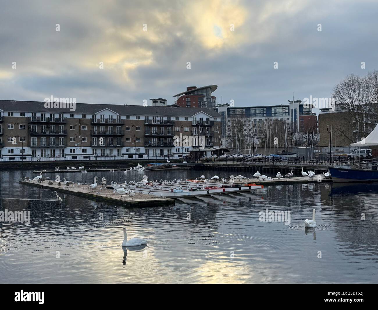 Boats and Swans at Millwall Inner Dock on The Isle of Dogs Stock Photo ...