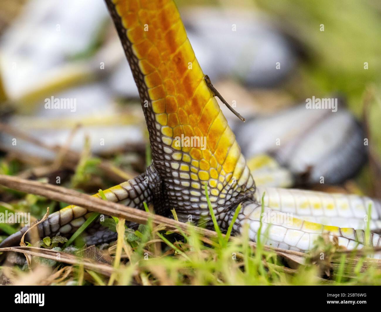 The lobed feet of an Eurasian Coot, Fulica atra at Wildfowl and Wetland ...