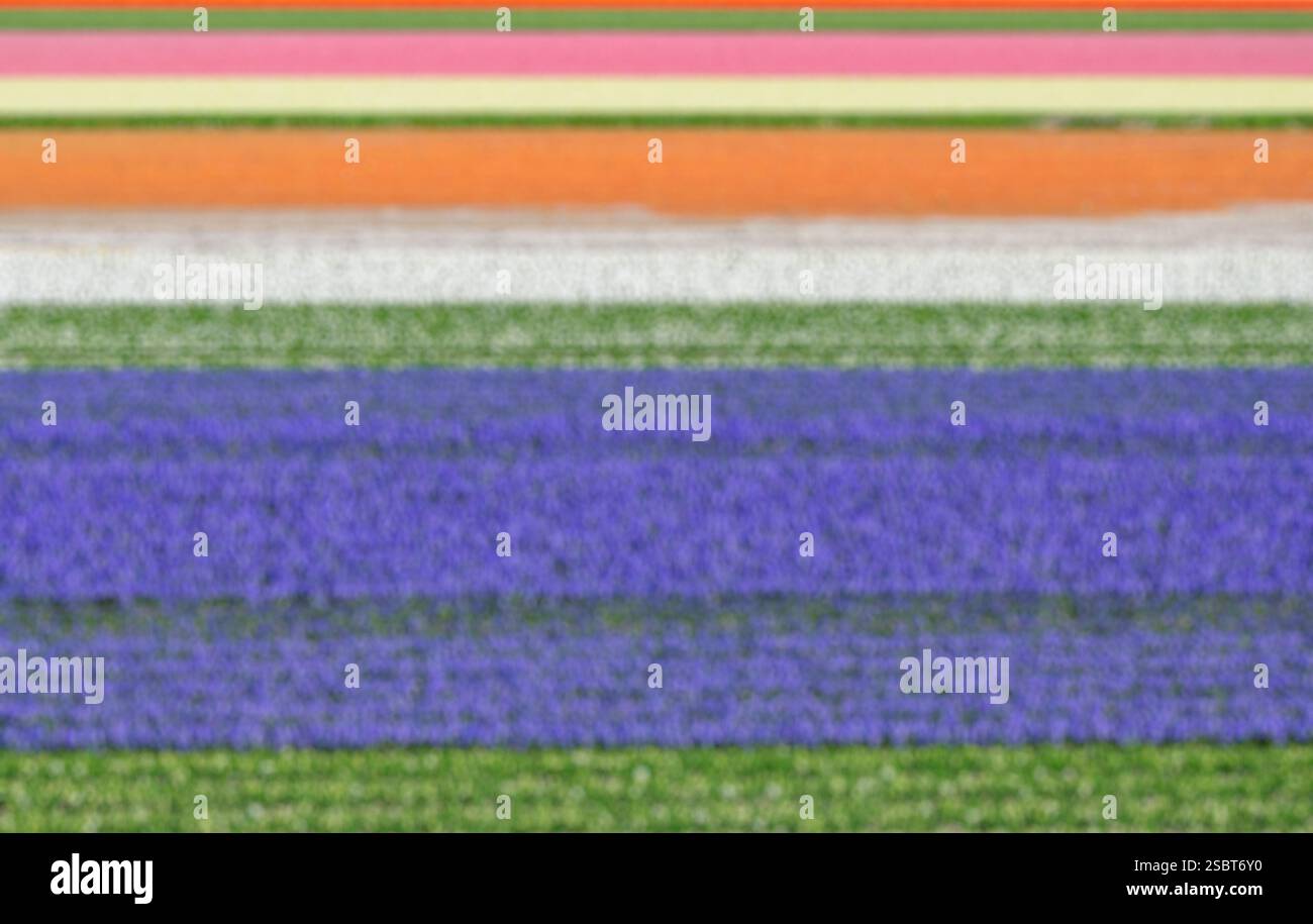 Blurred background of bulb fields of tulips and hyacinths in springtime ...