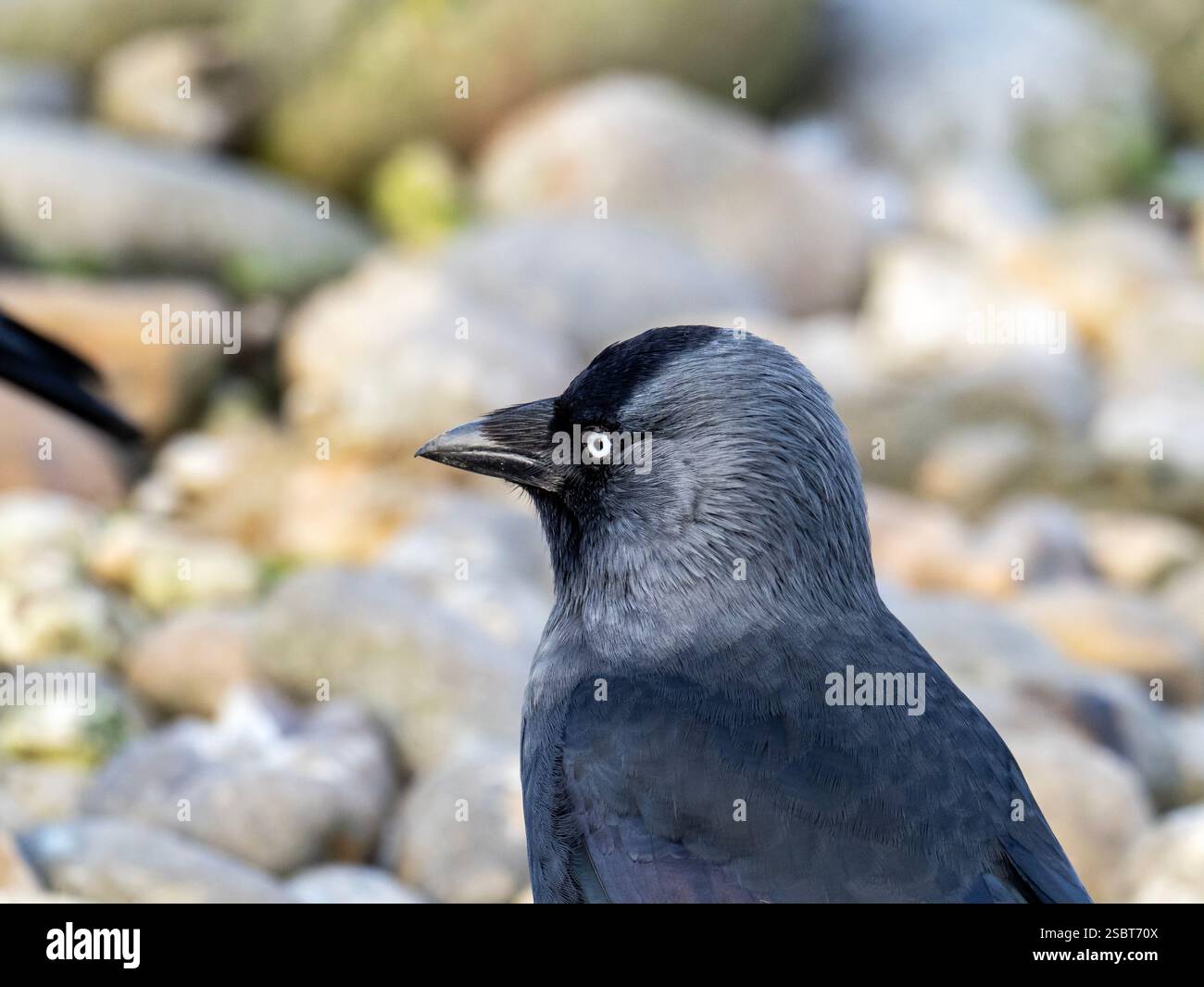 A Jackdaw, Coloeus monedula at Wildfowl and Wetland Trust Slimbridge in ...