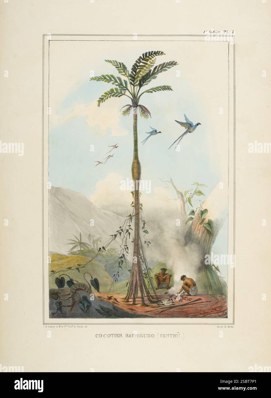 Brazilian Indigenous people under a Barrigudo Coconut Tree. Vintage ...