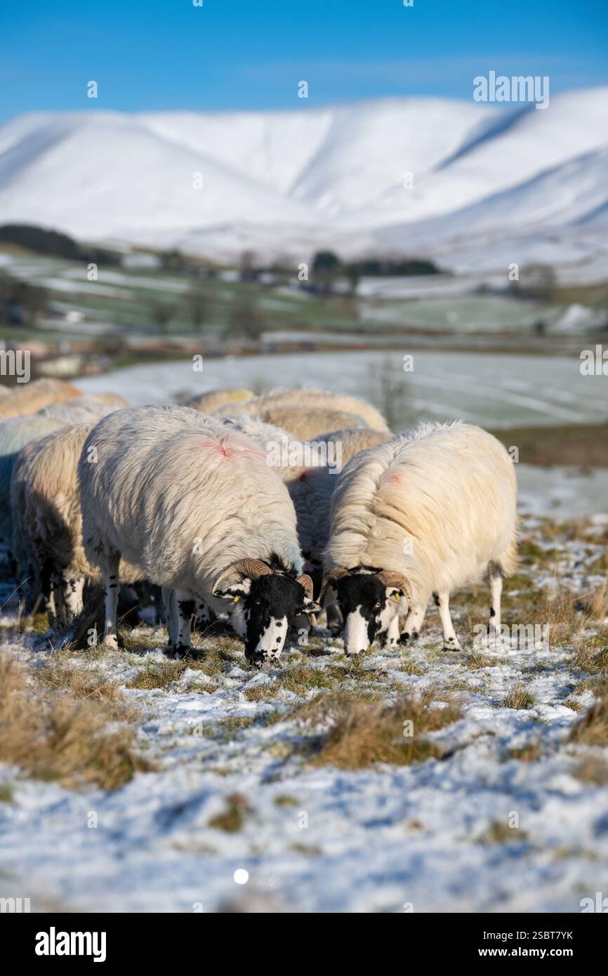 Rough Fell ewes on moorland waiting to be fed during a spell of snowy ...