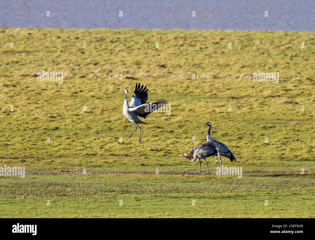 Common Crane, Grus grus dancing as part of their courtship display at ...